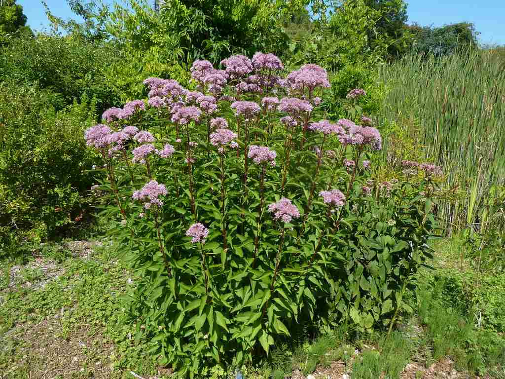 Swamp Milkweed - Asclepias incarnata