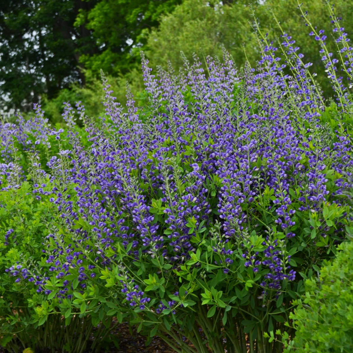US PERENNIALS