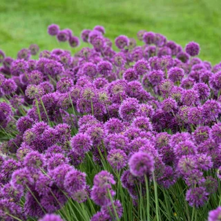 Ornamental Onion 'Millenium' - Allium 'Millenium'