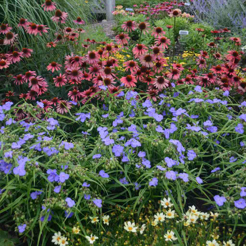 US PERENNIALS