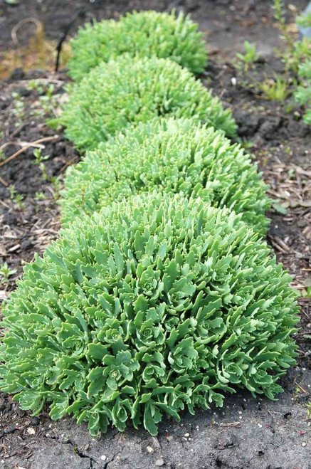 US PERENNIALS