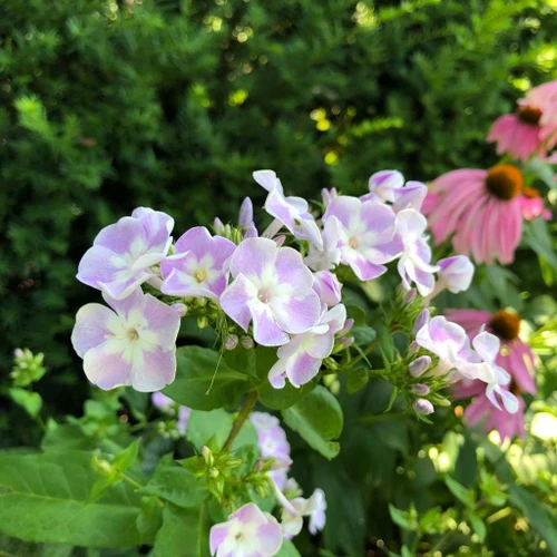 Garden phlox 'Robert Poore' - Phlox paniculata 'Robert Poore'
