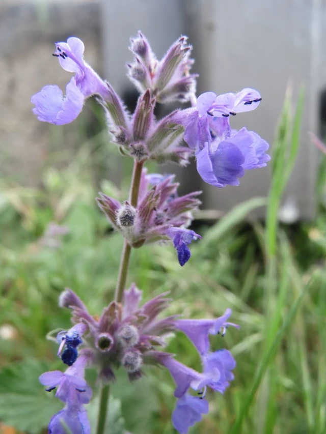 Catmint 'Blue Wonder'- Nepeta x faasenii 'Blue Wonder'