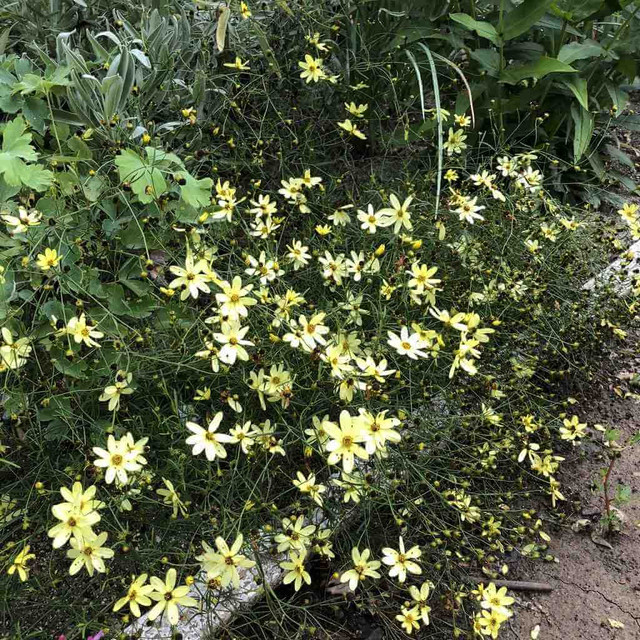 Sand Coreopsis (Lance-Leaved Tickseed) - Coreopsis lanceolata
