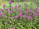 Spotted Bee balm - Monarda punctata