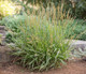Dwarf Feather Reed Grass 'Cheju-Do' - Calamagrostis x 'Cheju-Do'