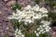Native plants of Indiana