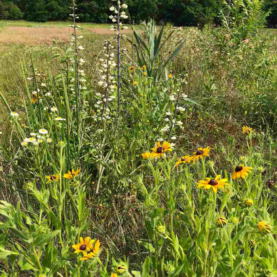 Native plants of Indiana