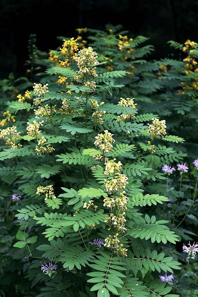 Native plants of Indiana