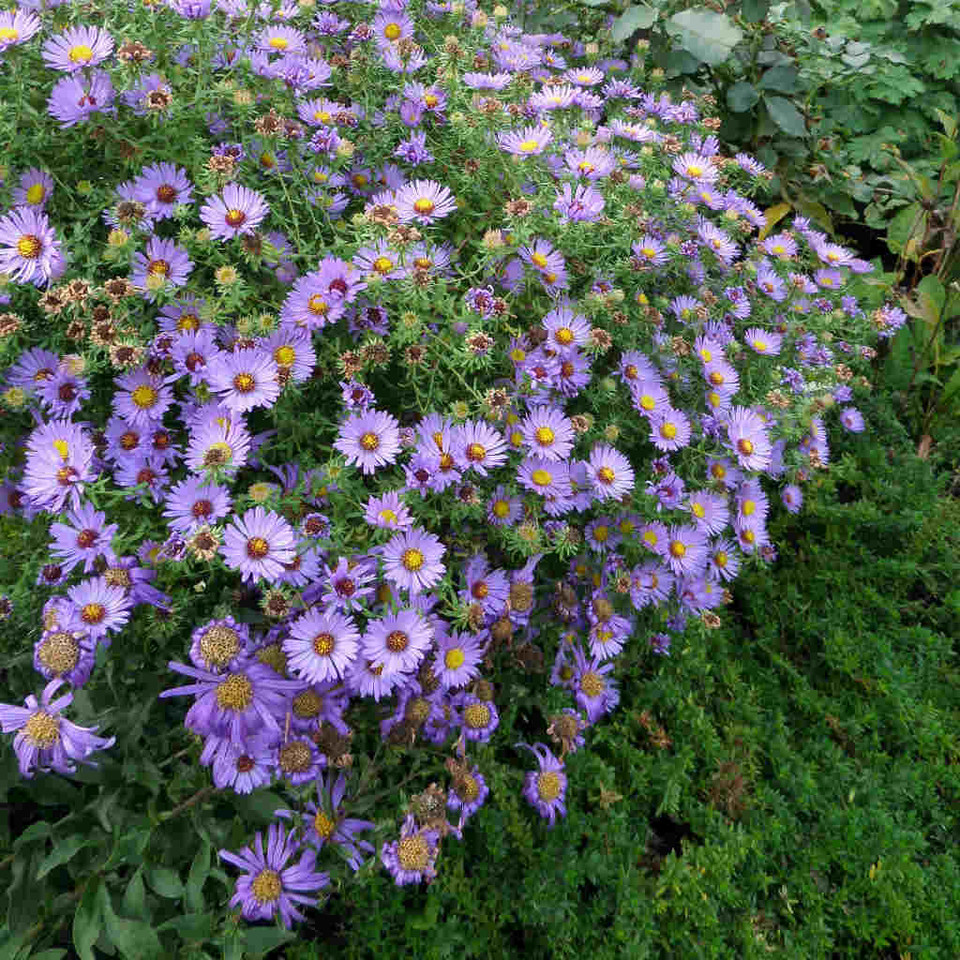 Aromatic aster 'Raydon's Favorite' - Aster oblongifolius 'Raydon's ...