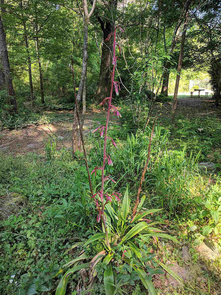 False Aloe - Eastern Agave - Manfreda virginica