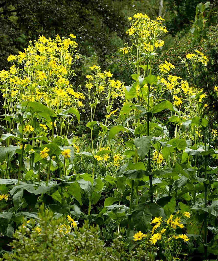 Cup plant - Silphium perfoliatum