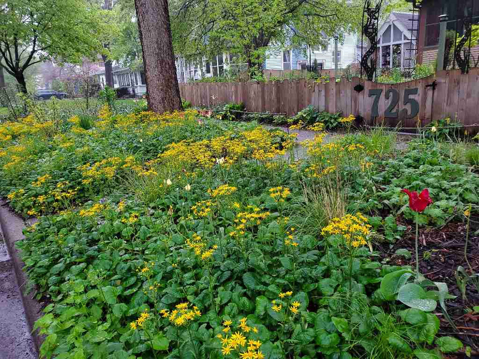 Native plants of Indiana