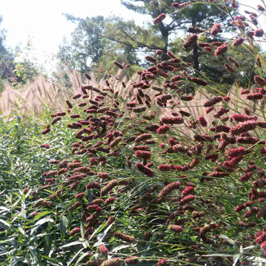 Japanese Burnet 'Purpurea' - Purple Japanese Burnet - Sanguisorba ...