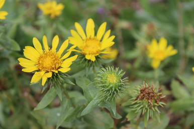 Great Valley Gumweed - Gumplant - Grindelia camporum - Grindelia robusta
