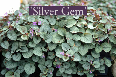 Walter's Violet 'Silver Gem' - Viola walteri 'Silver Gem'