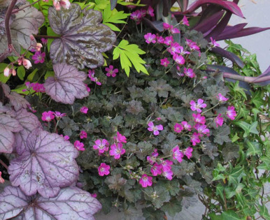 Hardy Geranium 'Orkney Cherry - Geranium x 'Orkney Cherry
