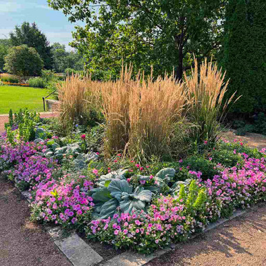 Feather Reed Grass 'Lightning Strike'® - Calamagrostis x acutiflora ...