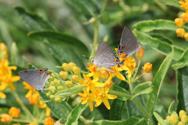 Butterfly Milkweed 'Hello Yellow' - Asclepias tuberosa 'Hello Yellow'