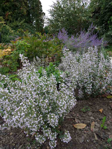 Lesser Calamint - Calamint - Calamintha nepeta ssp. nepeta
