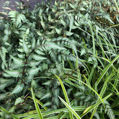 Japanese Painted Fern 'Godzilla' - Athyrium nipponicum 'Godzilla'