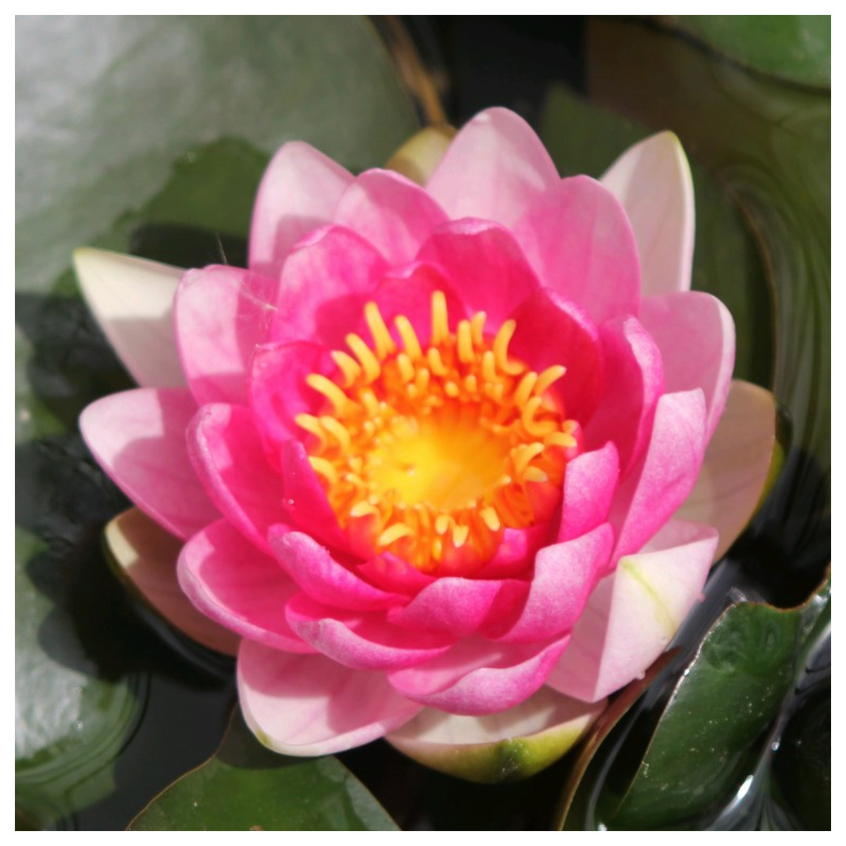 Nymphaea Attraction Red Water Lily |Direct From Growers | Fast Delivery | UK Grown | Direct Delivery