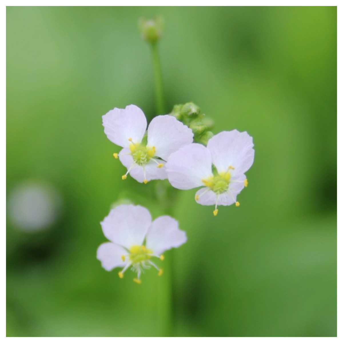 Alisma plantago aquaticum | Water plantain | UK Grown | Direct Delivery