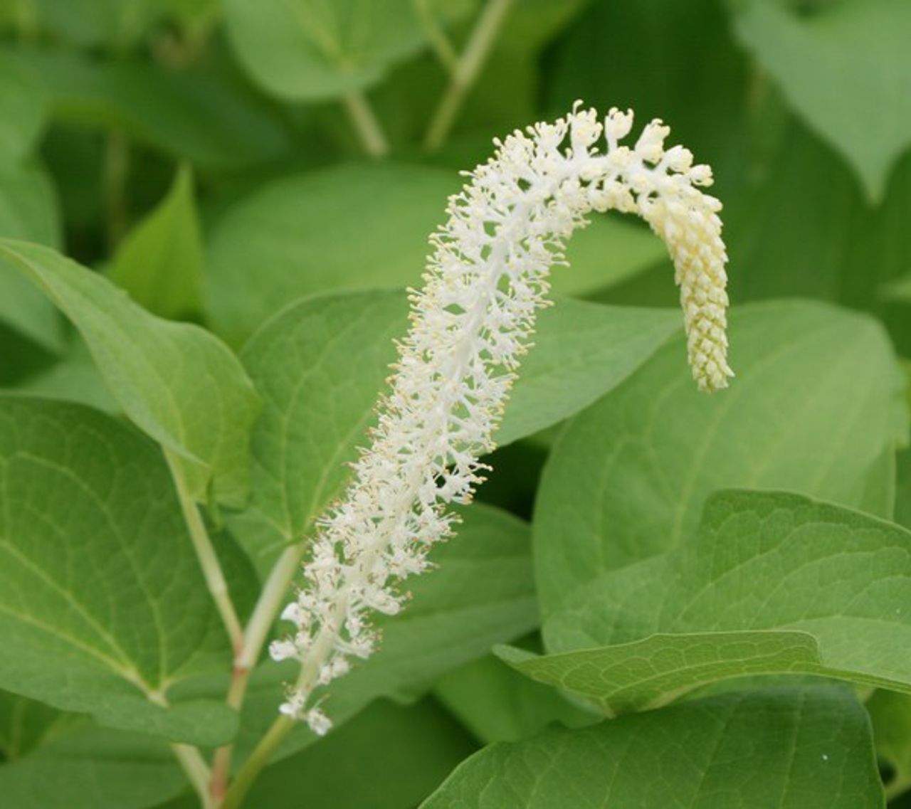 Saururus Cernuus Lizards Tail Uk Grown Direct Delivery