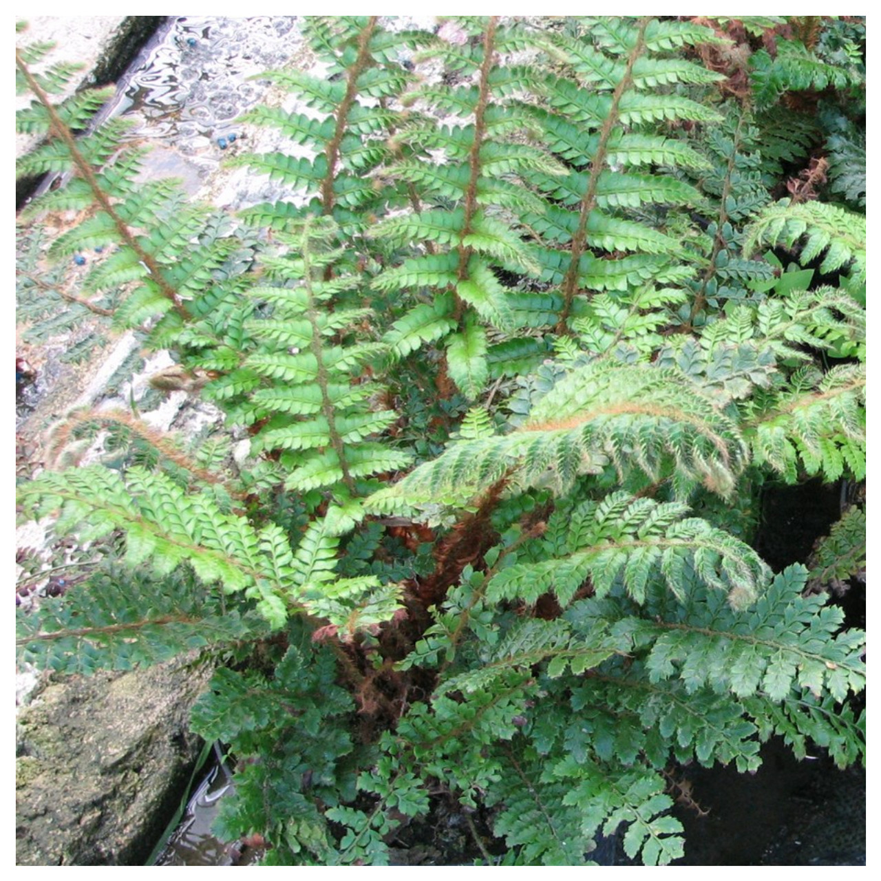 Polystichum Polyblepharum Japanese Tassel Fern Uk Grown Direct