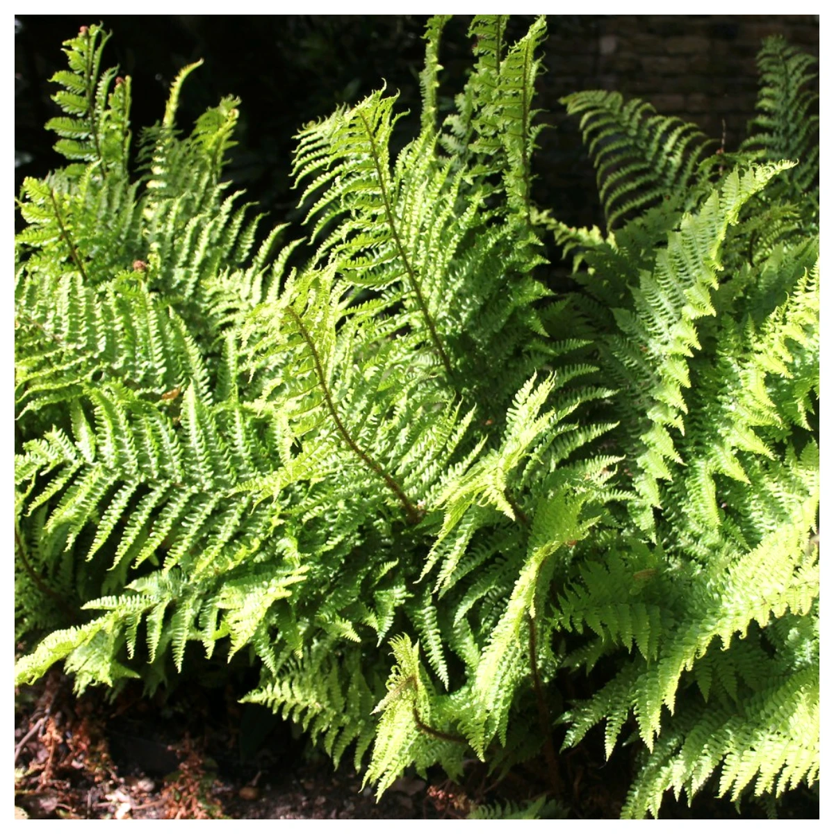 Dryopteris filix|mas | Male fern | UK Grown | Direct Delivery