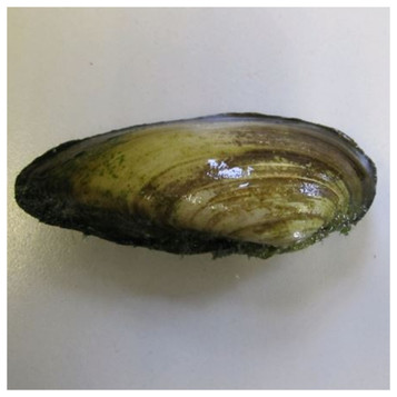 Pond Snails & Mussels Online | World of Water