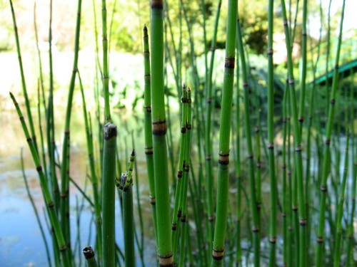 Dutch rush Equisetum hyemale | UK Grown | Direct Delivery