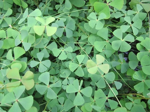 Marsilea quadrifolia | Water shamrock | UK Grown | Direct Delivery