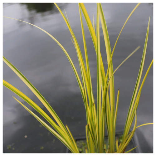 Acorus Gramineus Ogon | Golden Variegated Sweet Flag | UK Grown ...