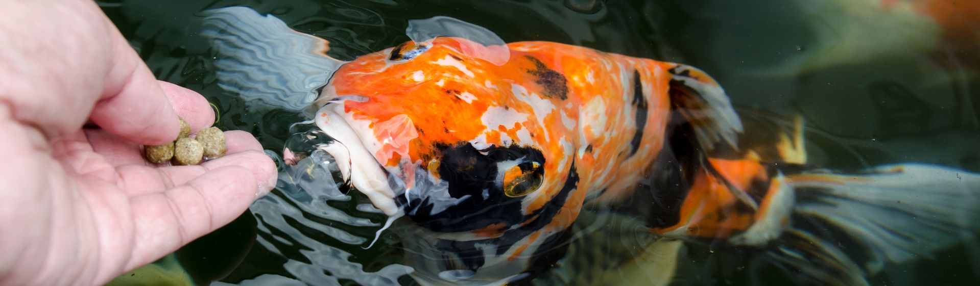 World of Water Aquatic Centres