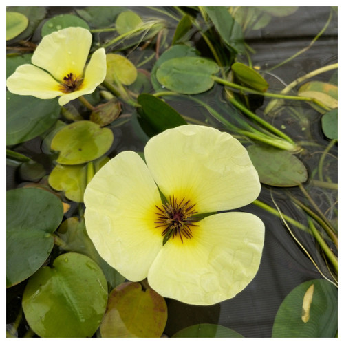 Hydrocleys nymphoides | Water poppy | UK Grown | Direct Delivery