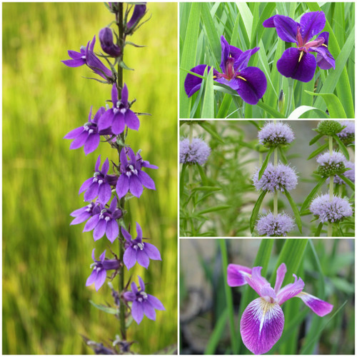 Passionate About Purple | Marginal Plant Collections | UK Grown ...