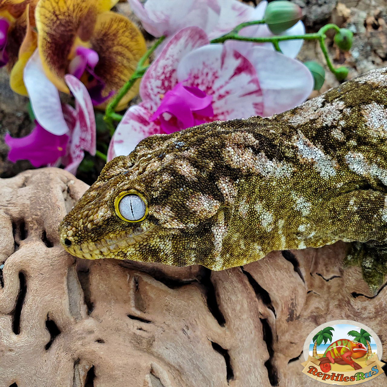 Available Leachianus Geckos