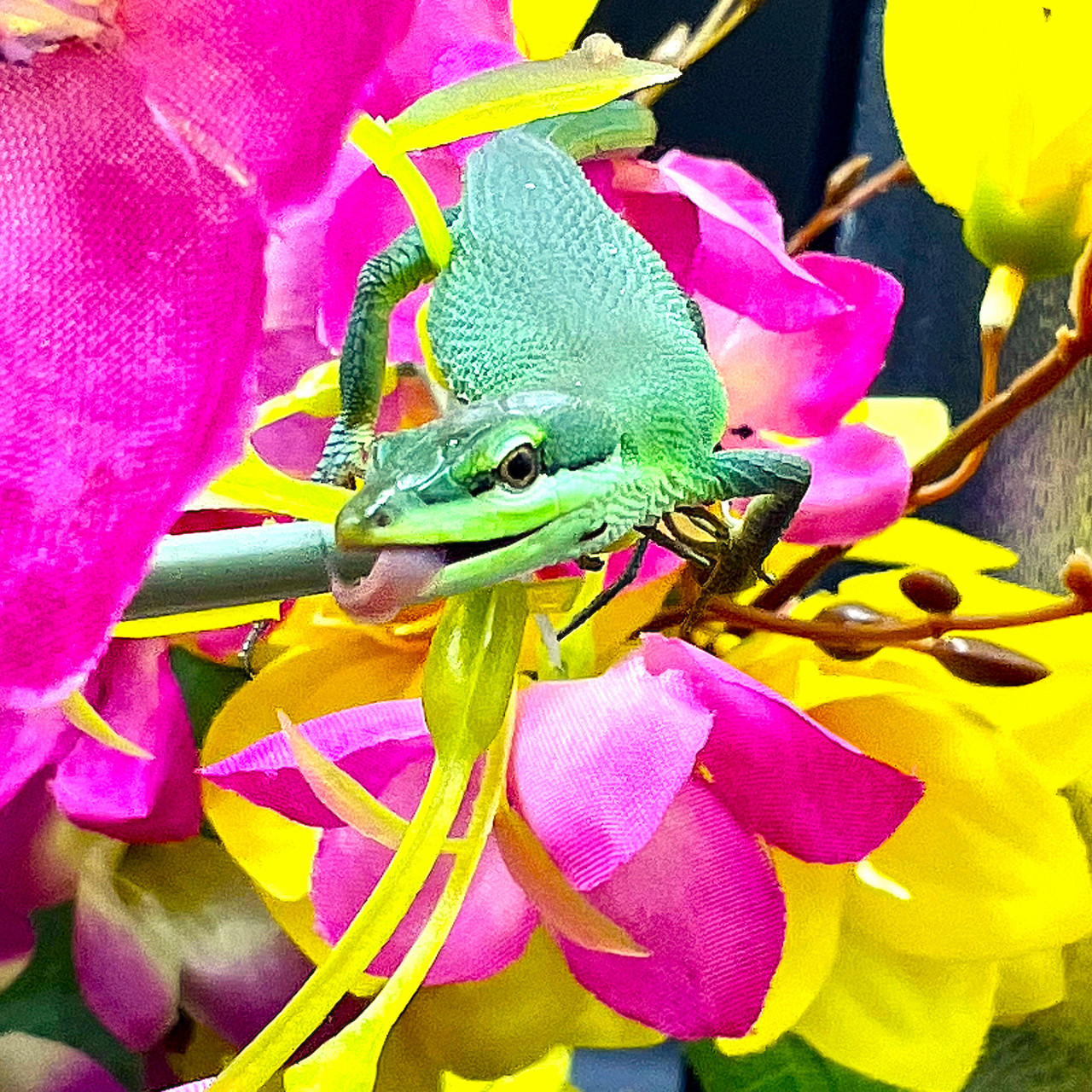 Sakishima Grass Lizard (Takydromus Dorsalis) GL04 - ReptilesRuS-Live