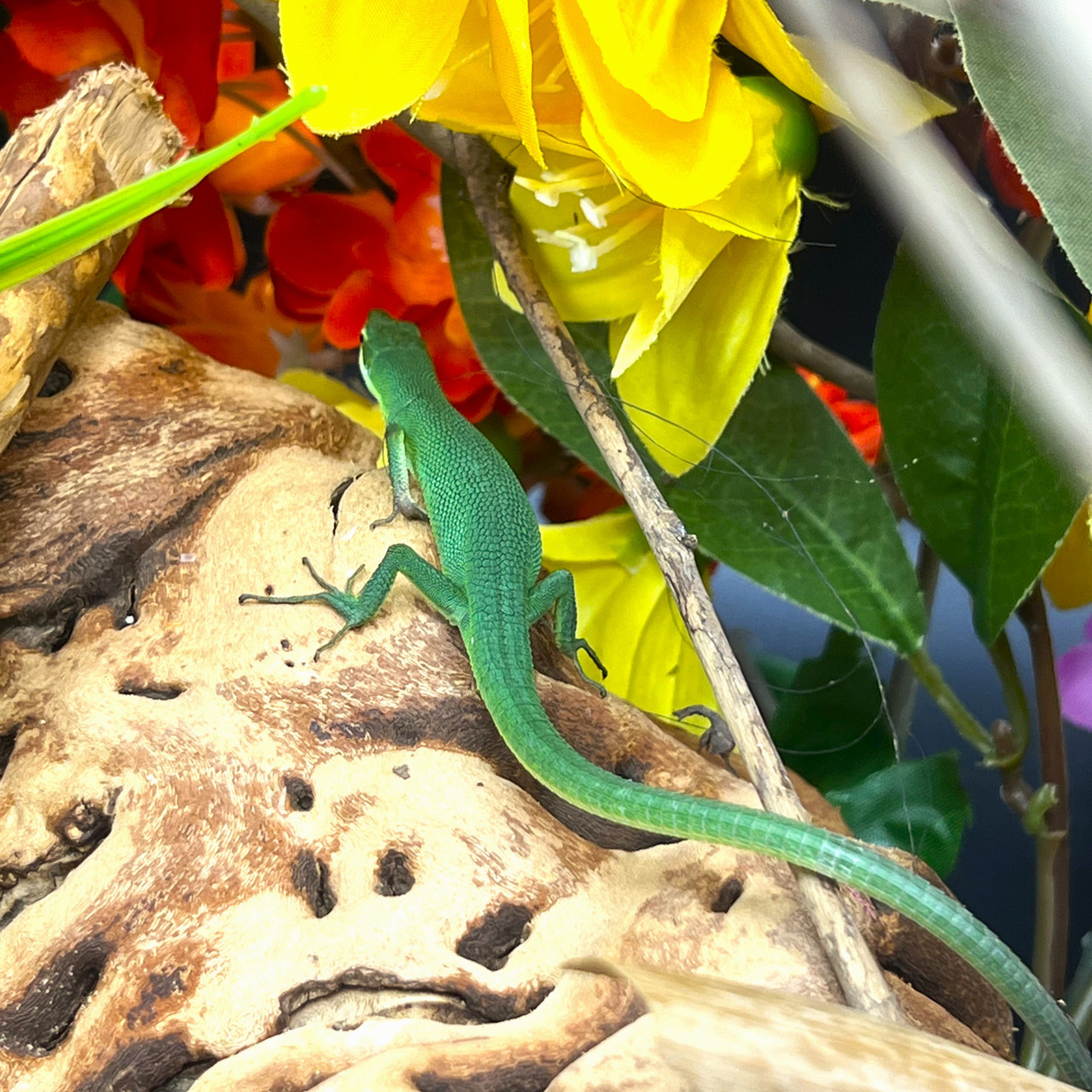 Sakishima Grass Lizard (Takydromus Dorsalis) GL03 - ReptilesRuS-Live