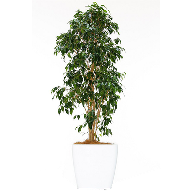 Large Potted Shrub