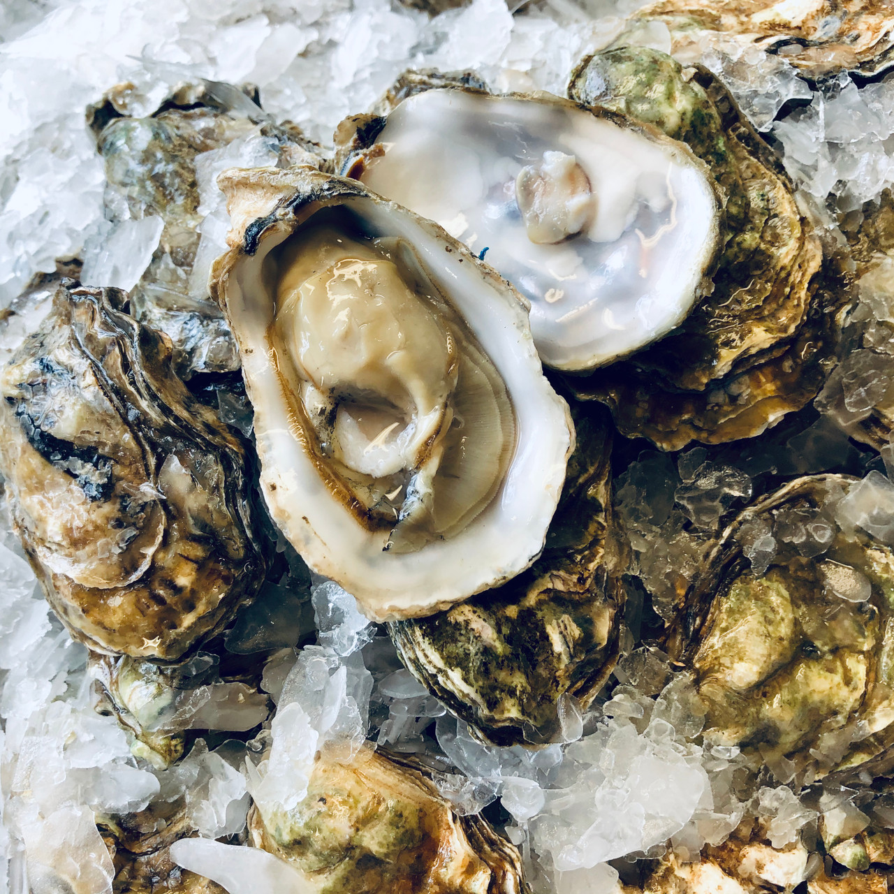 Oysters - willapa-oysters.com