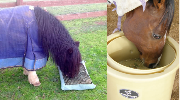 Paddock Accessories - The City Barn Store