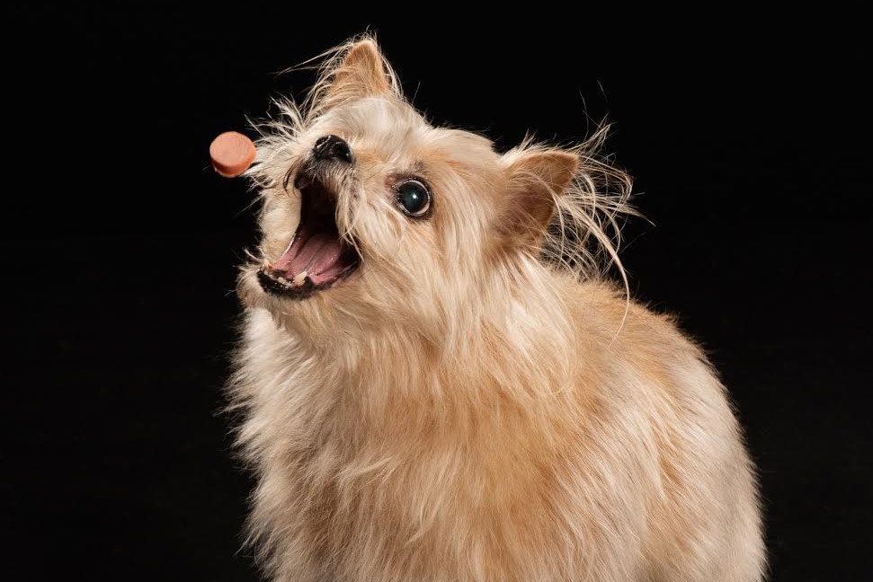 Pup Portraits Event! - Precision Camera and Video