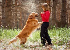 Dog Behavior 101: Jumping - Gator Kennels