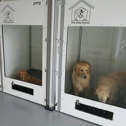 Starting Your Own Dog Daycare or Boarding - Kennel Safety - Gator Kennels®