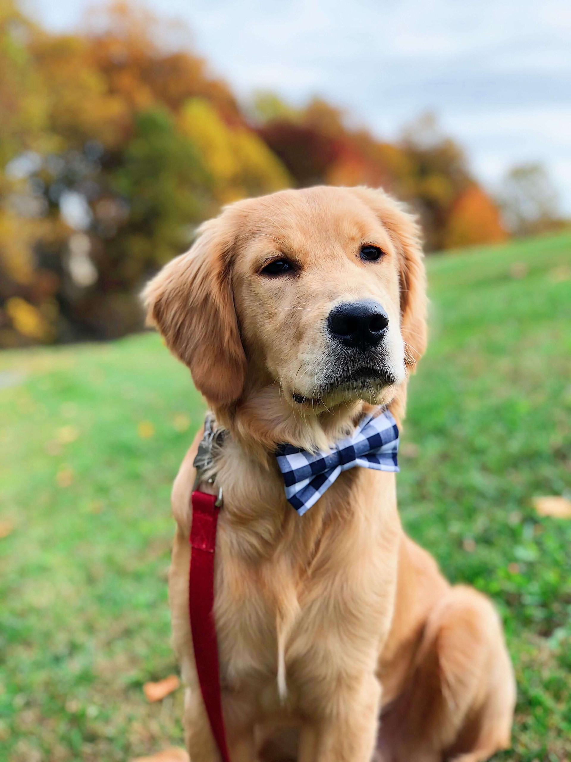 Breed Spotlight: Golden Retriever - Gator Kennels