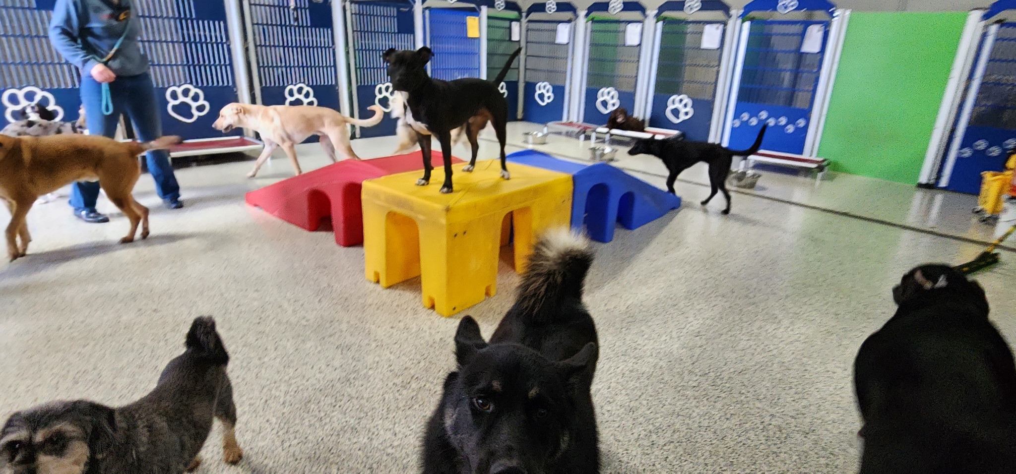 Suite Dog Daze, Oregon - Gator Kennels