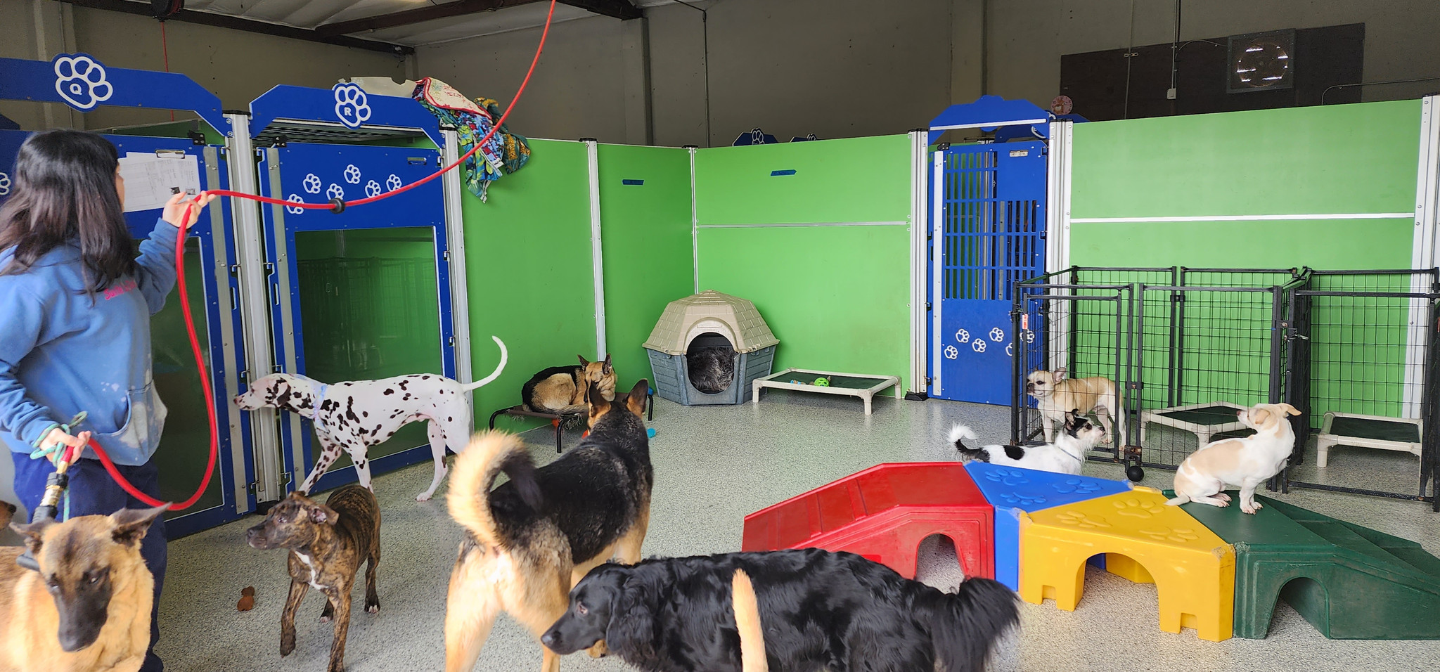 Suite Dog Daze, Oregon - Gator Kennels