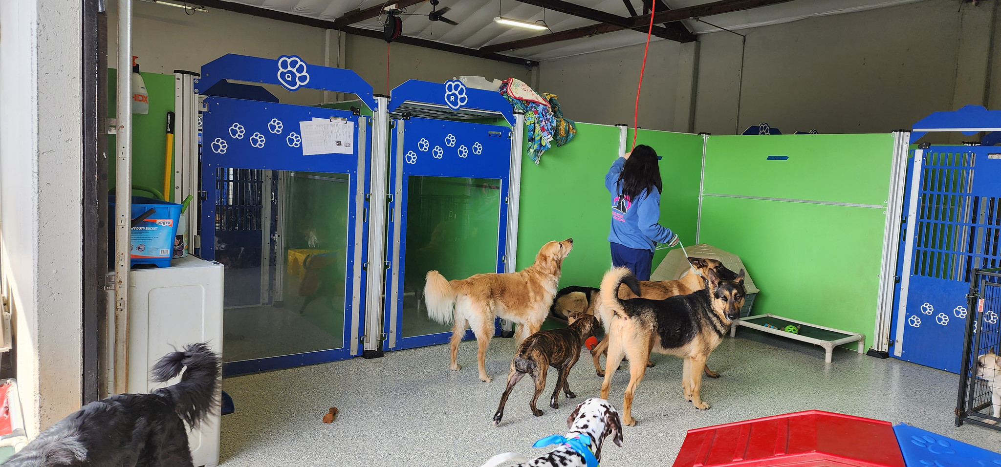 Suite Dog Daze, Oregon - Gator Kennels